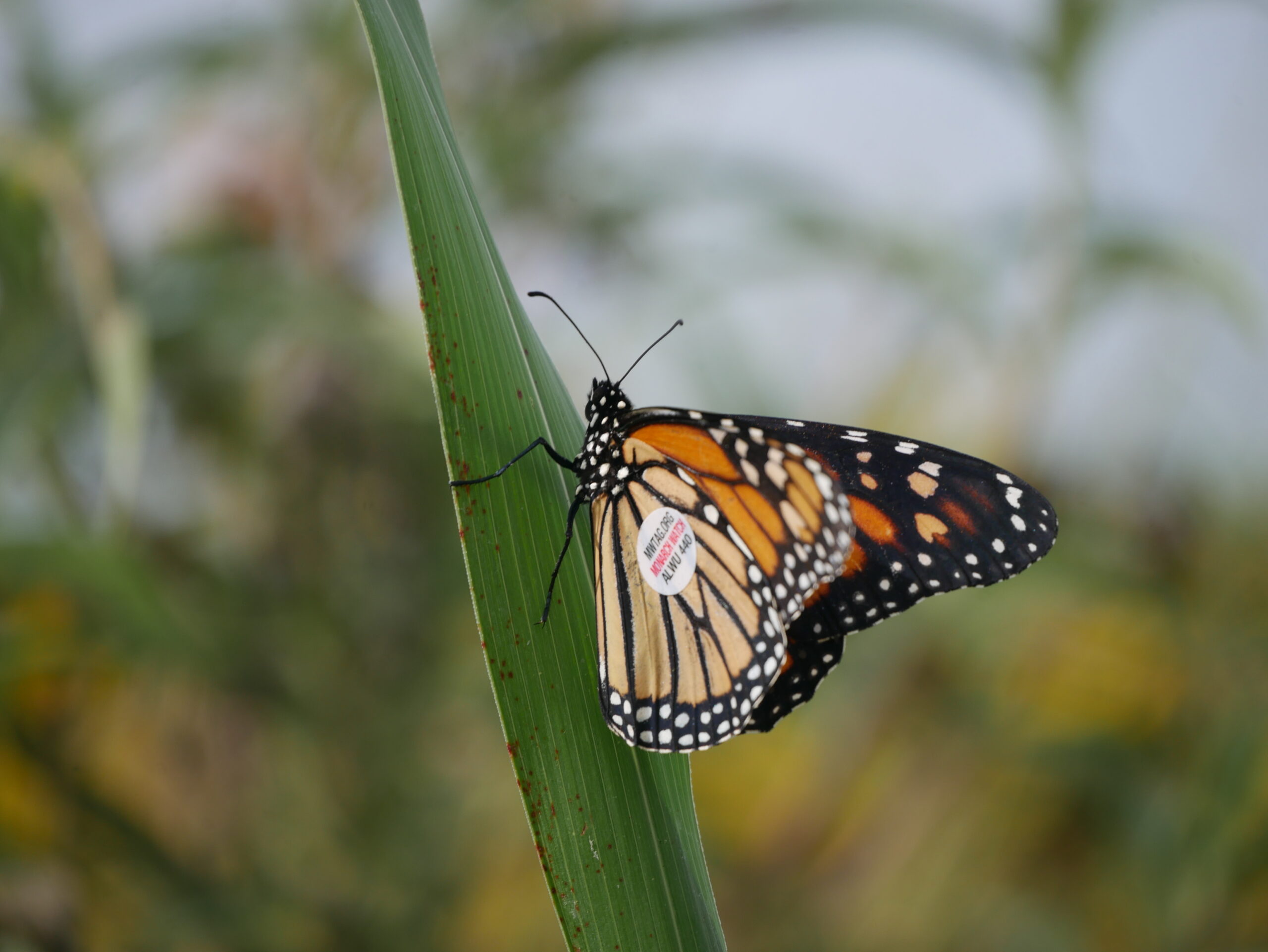 Monarch Watch volunteers tag butterflies at the Baker Wetlands | News ...